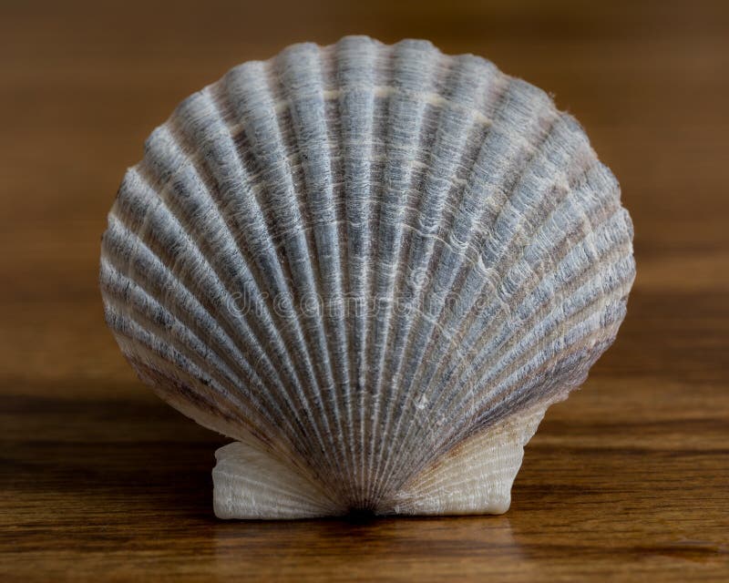 Building blocks stock photo. Image of education, background - 3752492