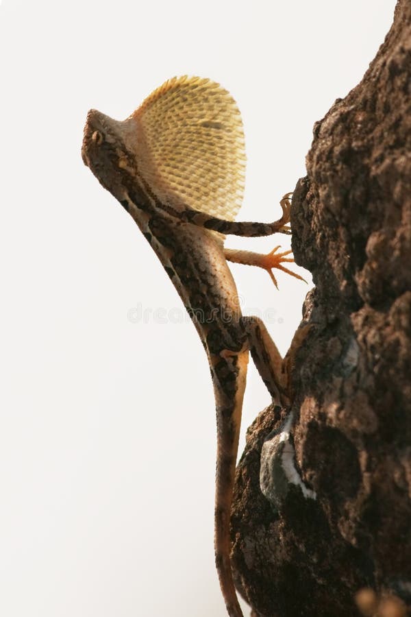 Fan throated lizard stock image. Image of display, deccan - 48856093
