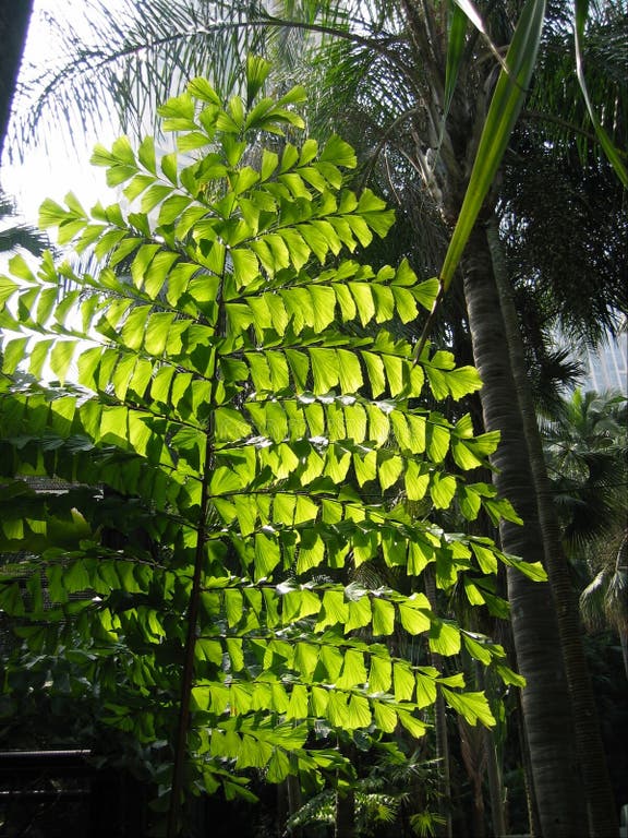 Fan Tree stock photo. Image of plants, garden, spring, branch - 575214