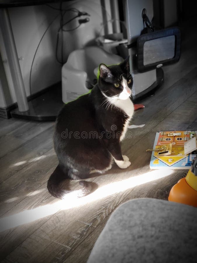 Fancy Black and White Cat Sitting Stock Image - Image of sitting, black ...