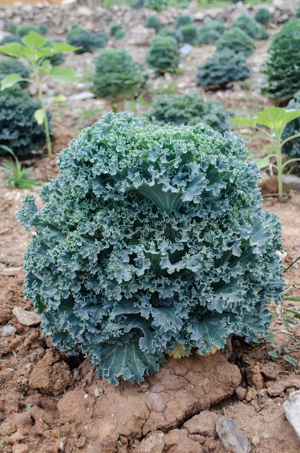 Fancy Cabbage stock image. Image of cabbage, natural - 92888081