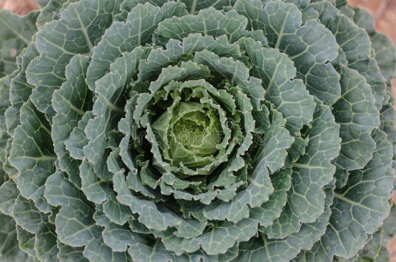 Fancy Cabbage stock photo. Image of health, vegetable - 92888146