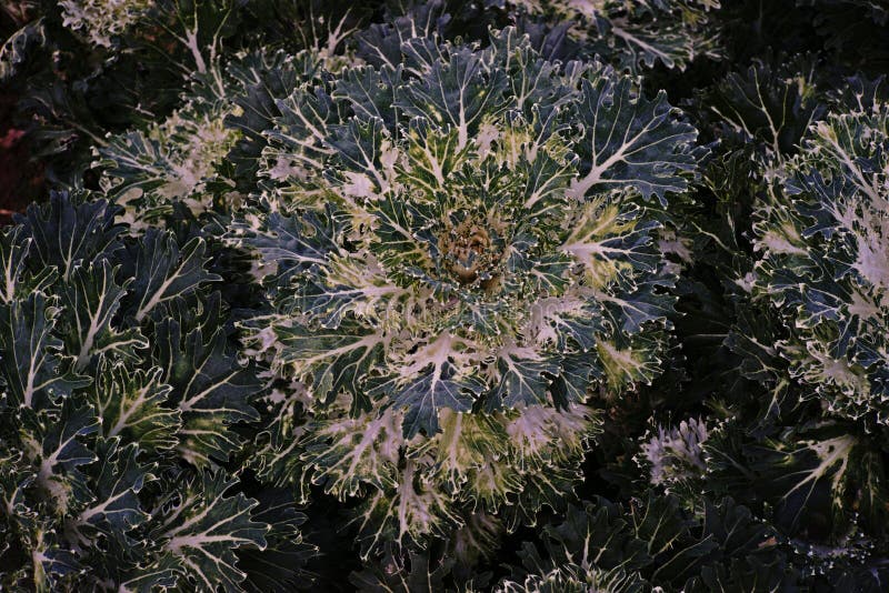 Fancy Cabbage for Decoration Stock Photo - Image of food, beautiful ...