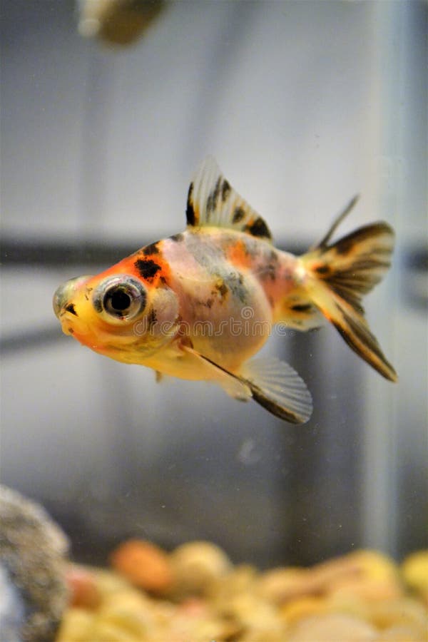 Fancy Calico Goldfish Swimming Stock Photo - Image of fancy, goldfish ...