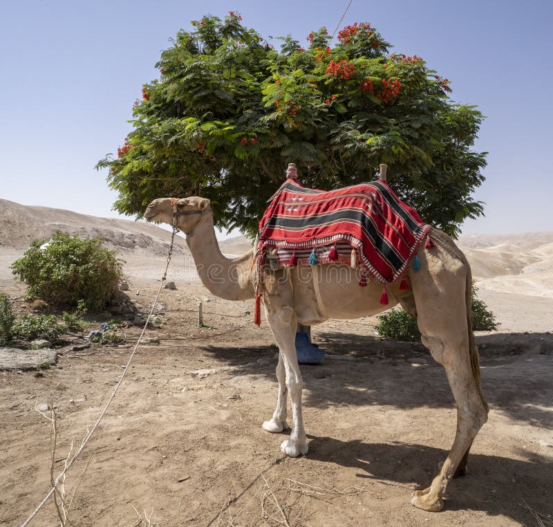 A Fancy Camel in Israel stock photo. Image of judean - 230802306