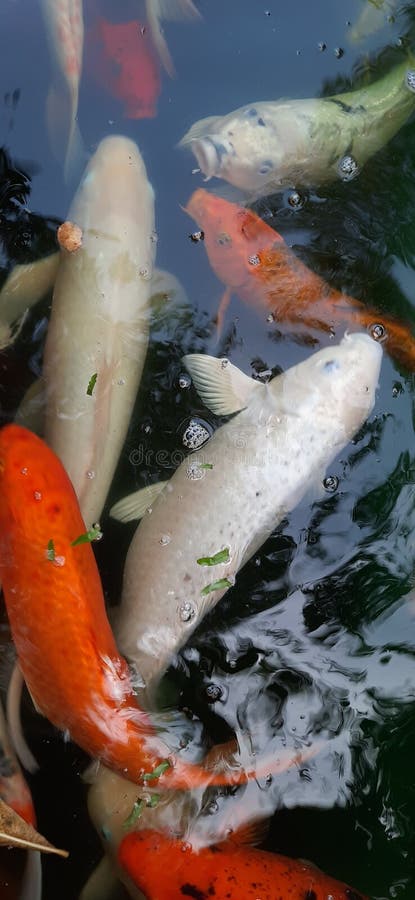 Fancy Carp stock photo. Image of amphibian, seafood - 171941626