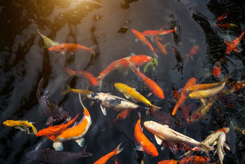 Fancy Carp or Called Koi Fish Swimming in Carp Pond. Stock Image ...