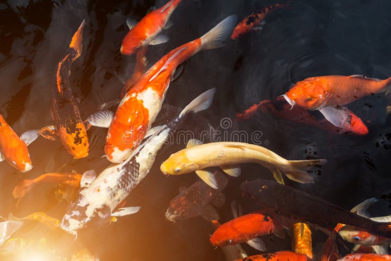 Fancy Carp or Called Koi Fish Swimming in Carp Pond. Stock Photo ...