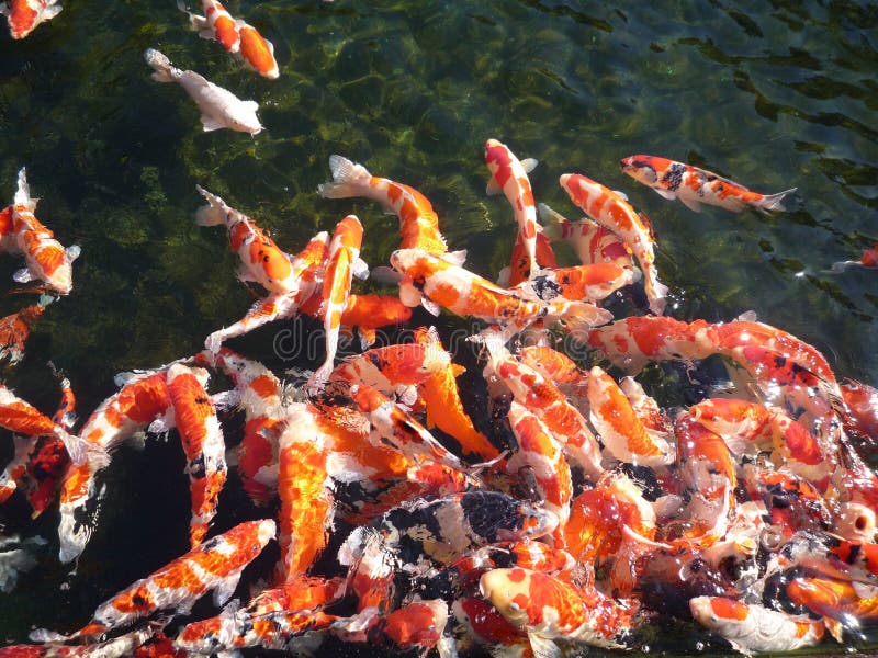 Fancy carp fish stock photo. Image of fish, fortune, aquarium - 29268204