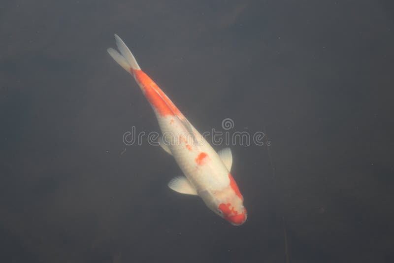 Fancy carp fish stock photo. Image of japan, nature - 193344938