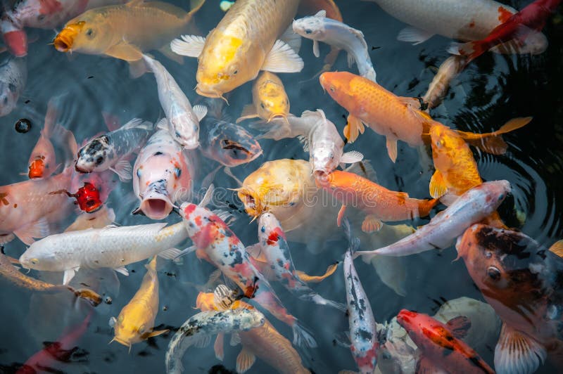 Fancy carp fish stock photo. Image of nature, exotic - 51409352