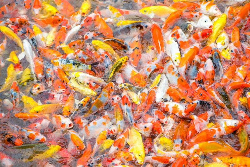 Fancy carp fish stock image. Image of nature, aquatic - 98177275