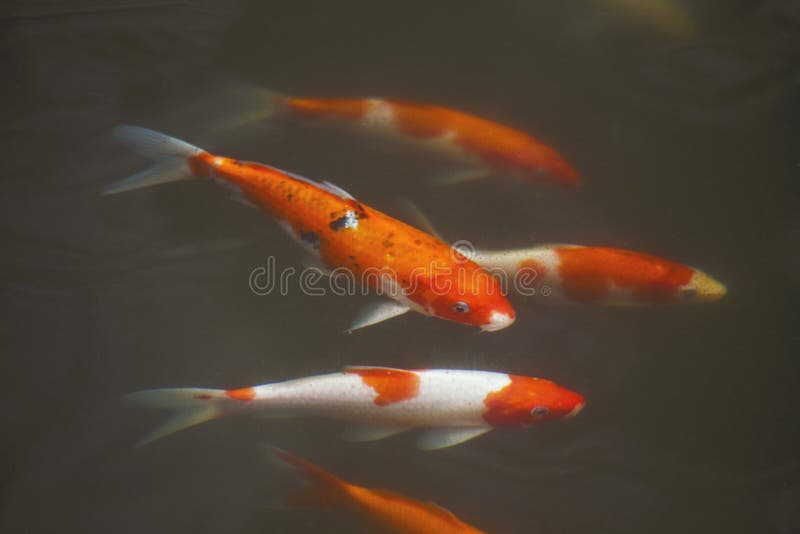 Fancy Carp Fish or Koi Fish / Black , Orange, White , Red Stock Photo ...