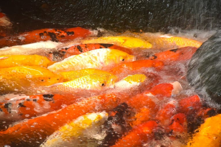 Fancy Carp Fish Swimming and Playing Waterfall in Pond Stock Photo ...