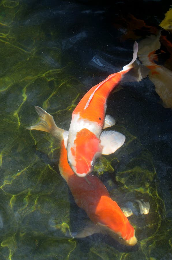 Fancy carp stock photo. Image of animal, pool, fish, carp - 54698132