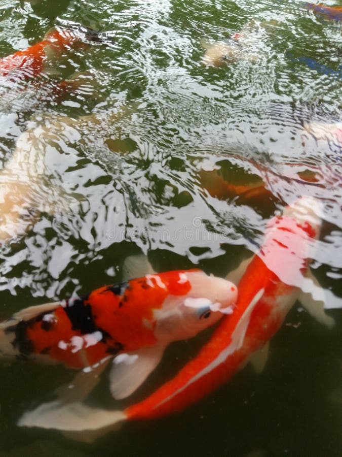 Fancy carp stock photo. Image of pond, swim, swimming - 83208608