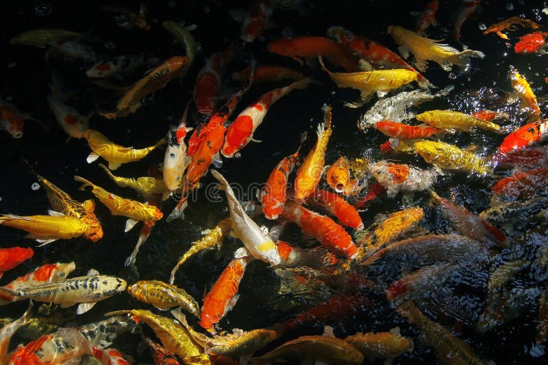 Fancy Carp or Koi Fish in Aquarium Stock Image - Image of pond, carpio ...