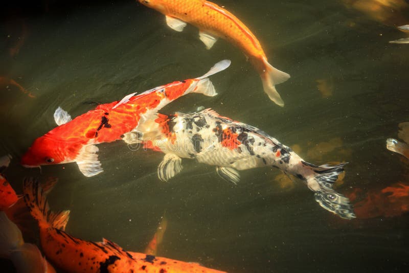 Fancy Carp Koi Fish in Pond Stock Photo - Image of bright, color: 134421826