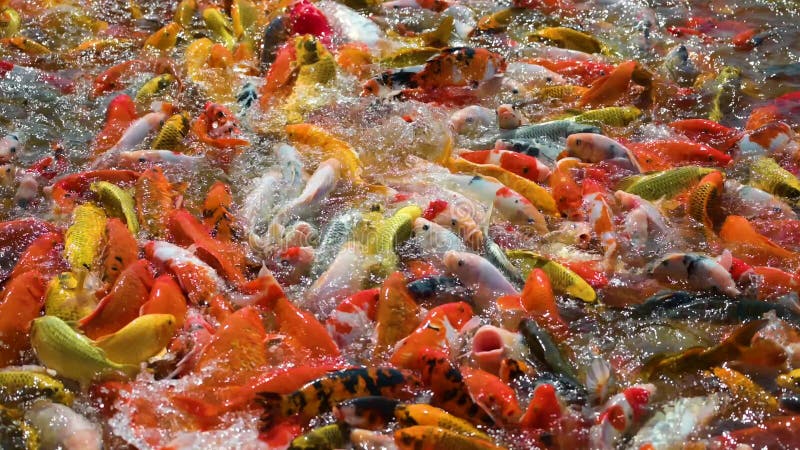 Fancy Carp Koi Fish Swimming in a Multitude of Colors Stock Footage ...