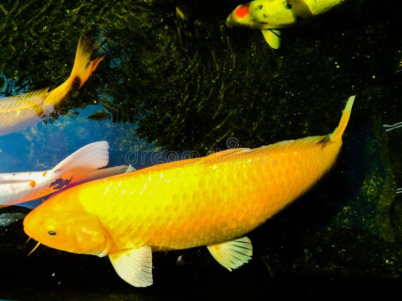 Fancy Carp is Lively and Beautiful Stock Image - Image of lively, group ...
