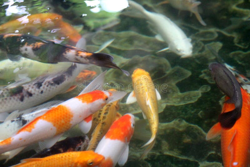 Fancy carp or Mirror carp stock image. Image of nature - 118602645