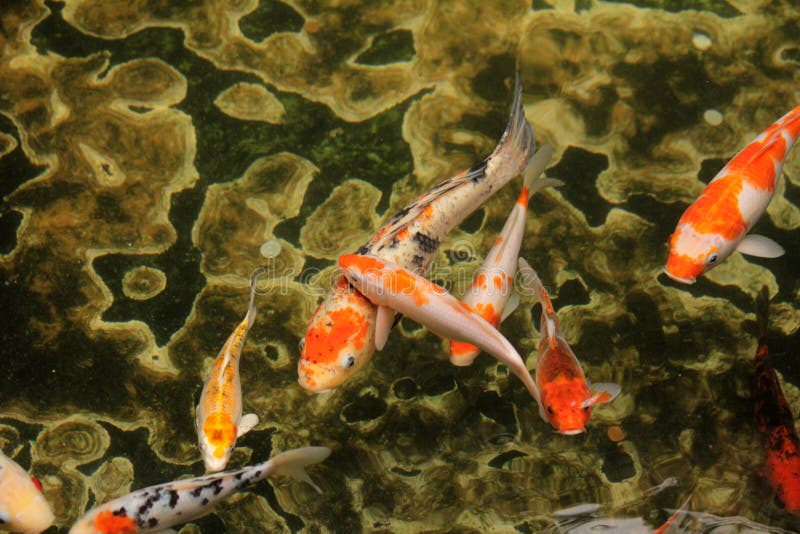 Fancy carp or Mirror carp stock image. Image of aquatic - 135040335