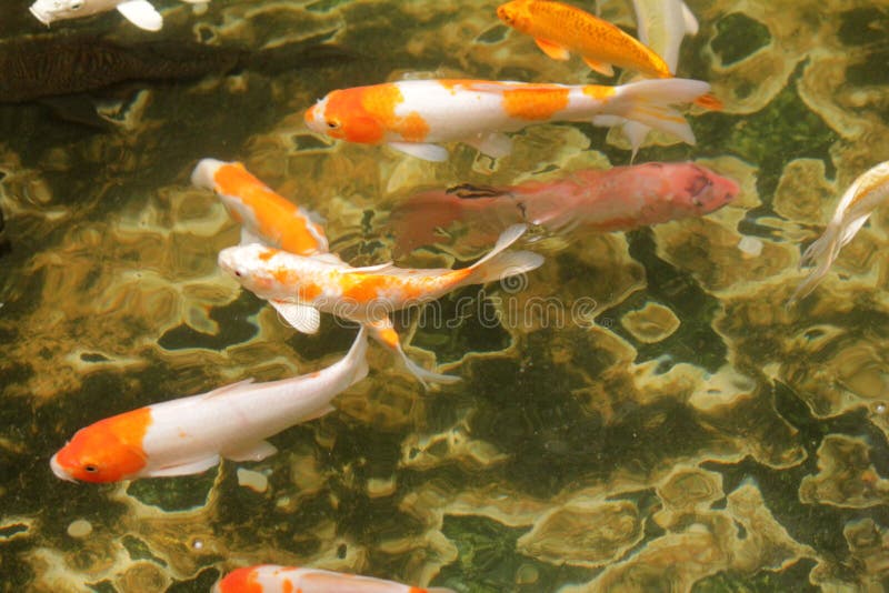 Fancy carp or Mirror carp stock photo. Image of golden - 135040424