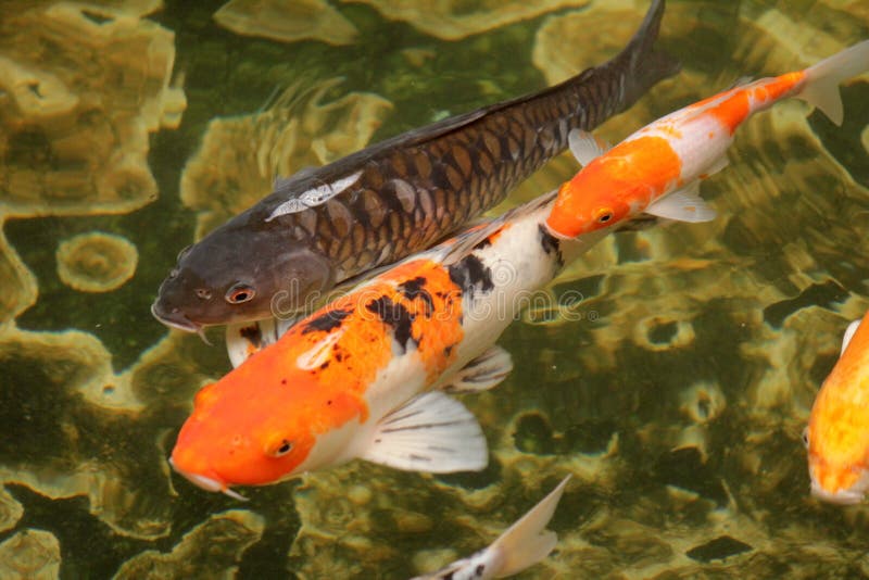 Fancy carp or Mirror carp stock photo. Image of color - 135040282