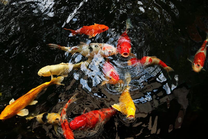 Fancy Carp or Mirror Carp Swim in the Pool Stock Photo - Image of ...