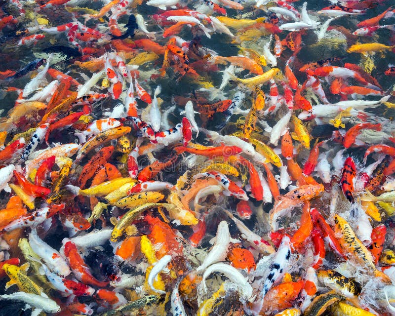 The Fancy Carp, Mirror Carp, in the Pond. Stock Image - Image of color ...