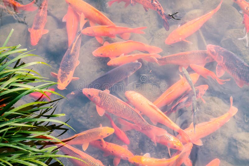 Fancy carp swimming stock image. Image of transparent - 77118261