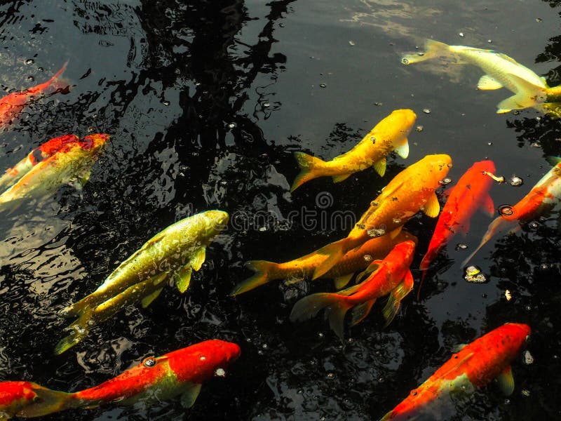 Fancy Carp Swimming in the Pond Stock Image - Image of cyprinus ...