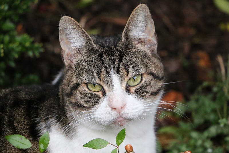 Fancy Cats Head Portrait in Flowerbed Stock Photo - Image of feline ...