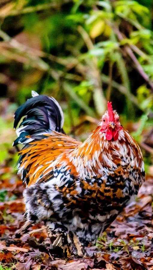 Fancy Chicken stock photo. Image of crazy, feathered - 55279002