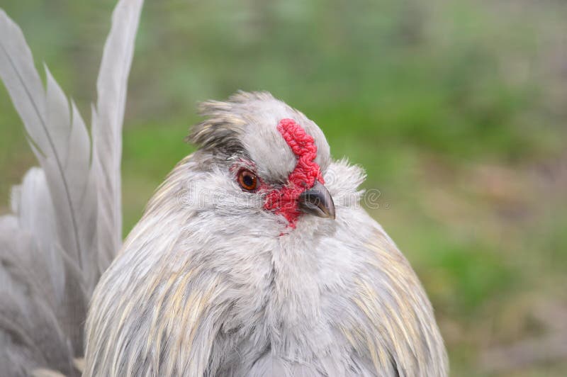 Fancy Chicken Head Portrait Stock Image - Image of type, game: 40804913