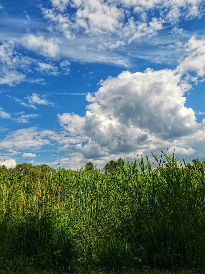 Fancy Clouds and Green Grass in Summer Stock Photo - Image of clouds ...