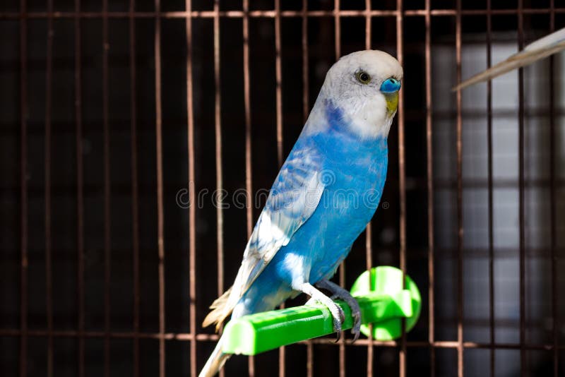 Budgie Fancy Parakeet Out in the Wild Stock Image - Image of bird ...