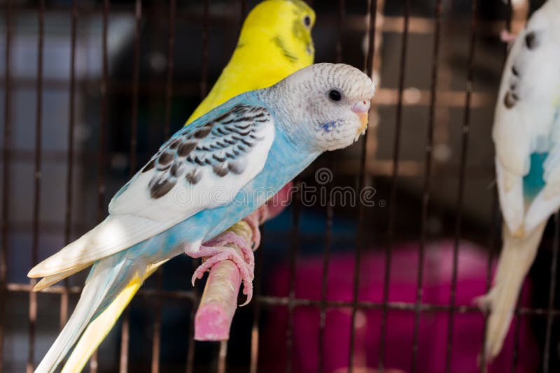 Fancy Color Budgie, Budgerigar Bird Stock Photo - Image of blue, group ...