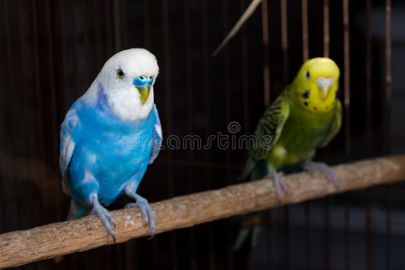 Fancy Color Budgie, Budgerigar Bird Stock Photo - Image of white ...
