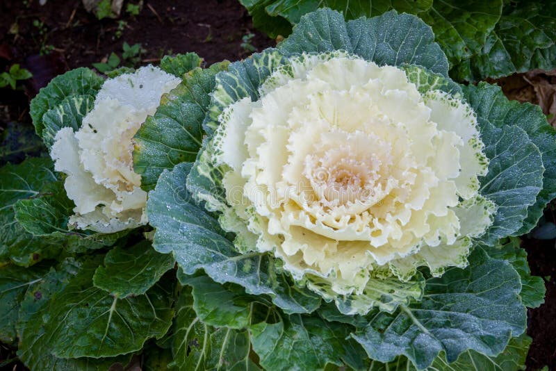Fancy colored cabbage stock photo. Image of agriculture - 36680850