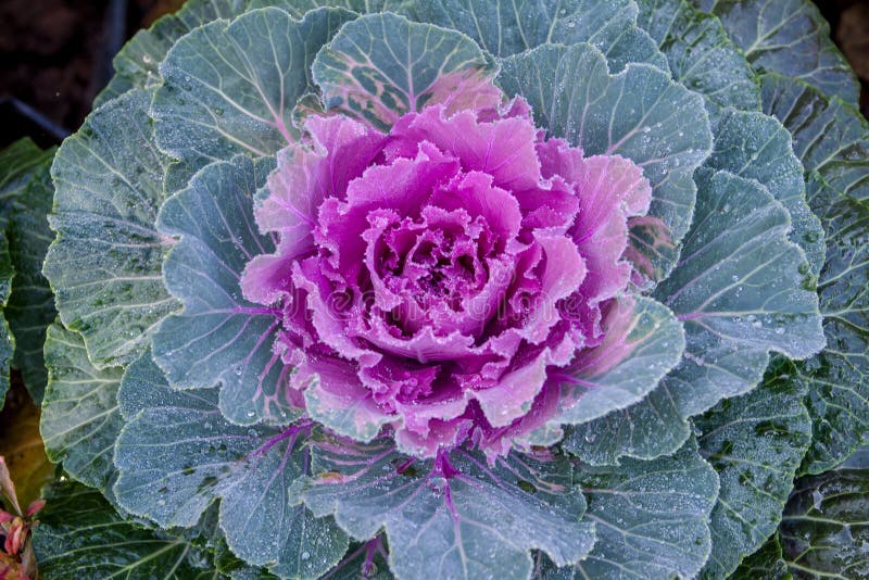 Fancy colored cabbage stock image. Image of green, leaf - 36680879