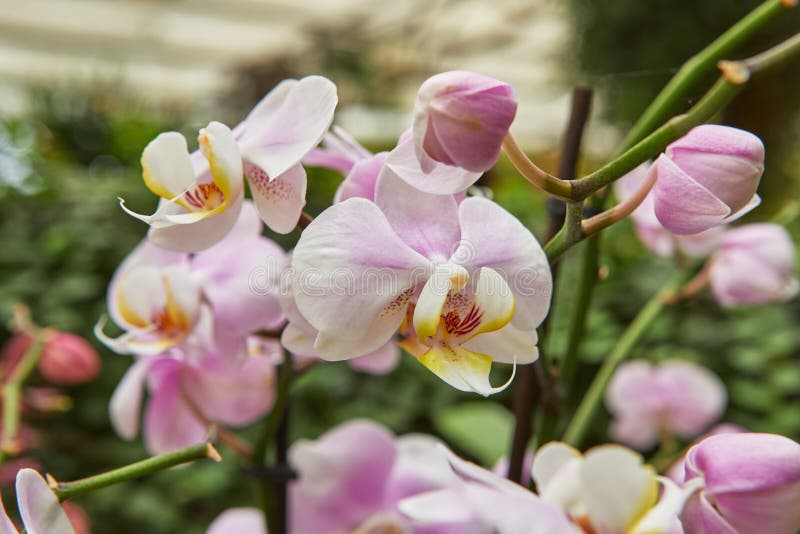 Fancy Colored Orchids Blooming in the Park Stock Photo - Image of ...