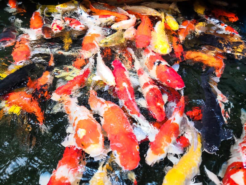 Colored Fish Top View Pond in the Park. Stock Photo - Image of asia ...