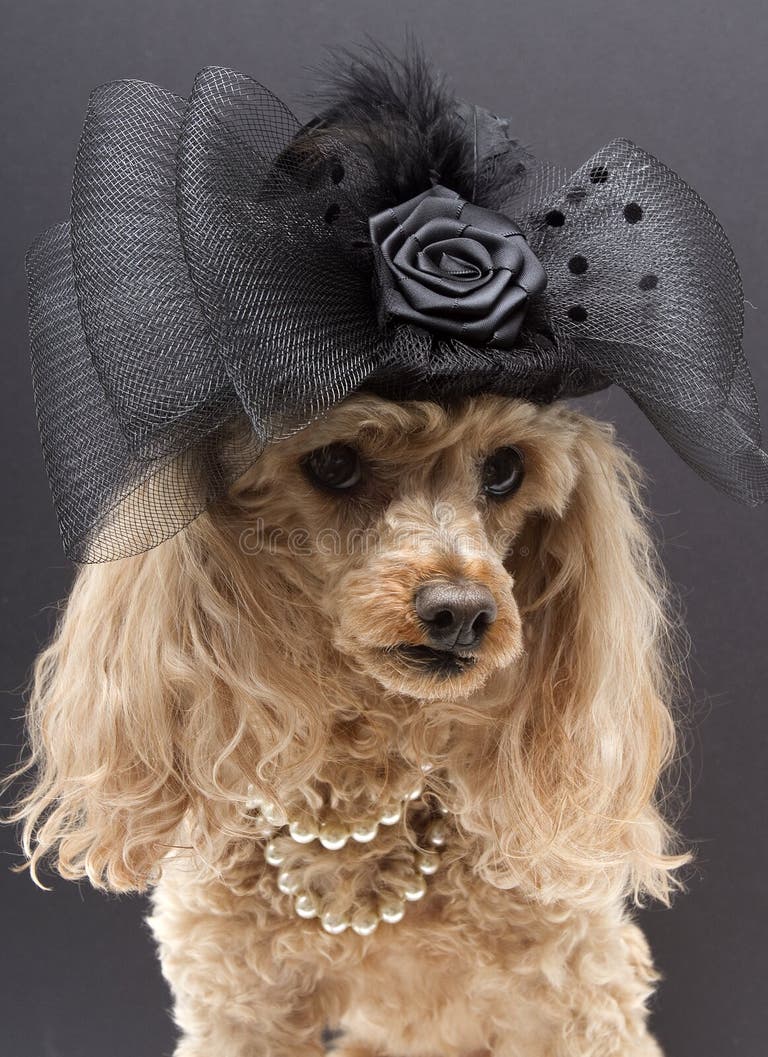 299 Dog Funeral Stock Photos - Free & Royalty-Free Stock Photos from ...