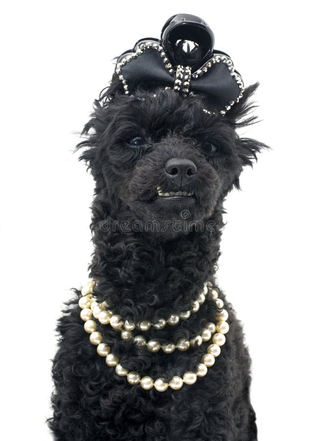 Fancy Dog stock image. Image of pretty, clip, black, studded - 17820311