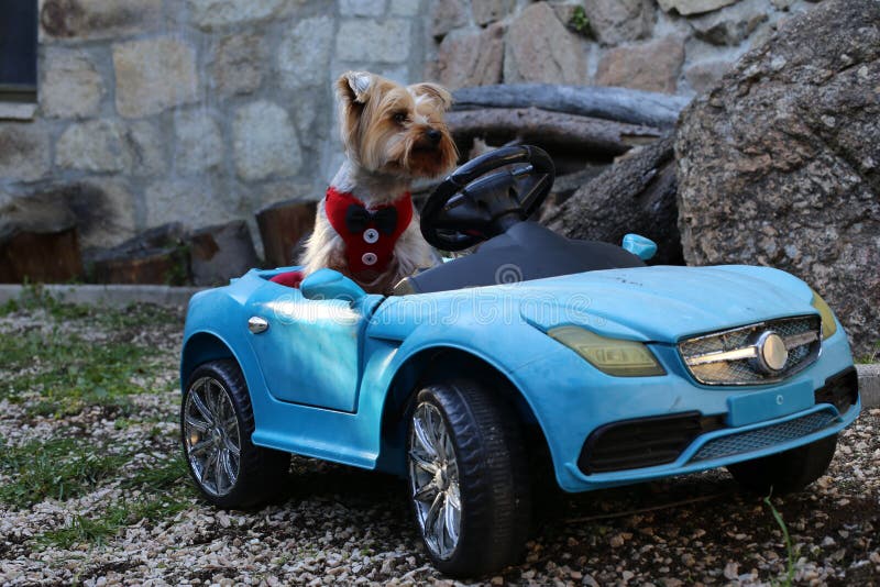 Fancy Dog Driving a Sports Car Stock Photo - Image of auto, animal ...
