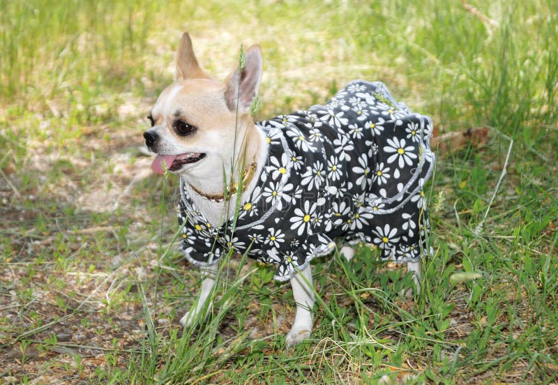 Fancy a dog at a walk stock image. Image of animal, fancy - 180254953