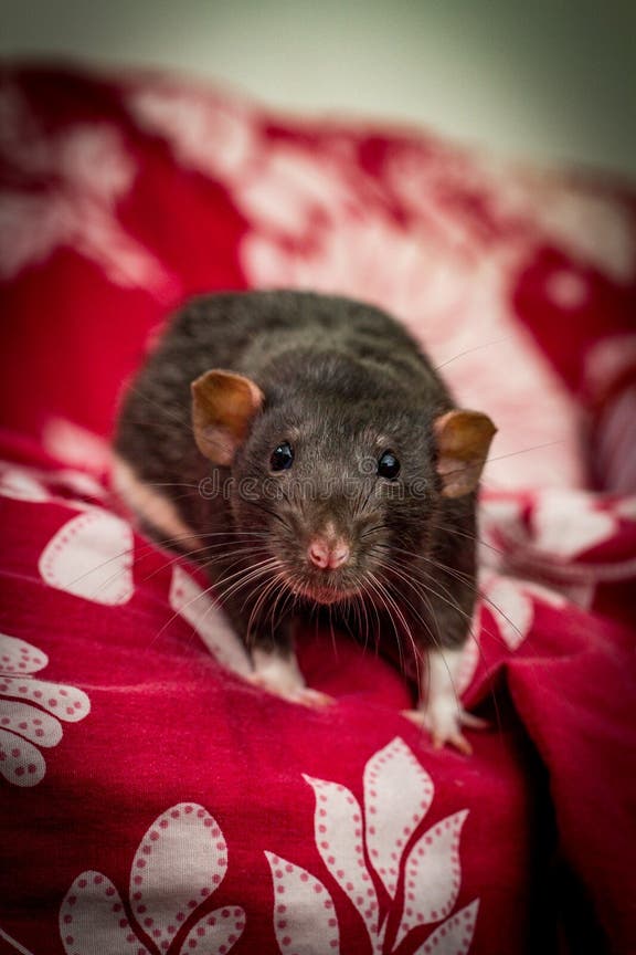 Fancy Dumbo Eared Pet Rat stock photo. Image of rattus - 174494860