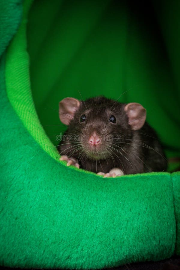 Fancy Dumbo Eared Pet Rat stock image. Image of sofa - 174494891