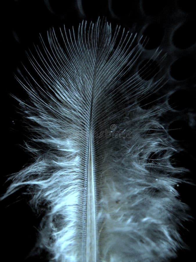 Fancy Feather stock photo. Image of snapseed, edited - 82063502